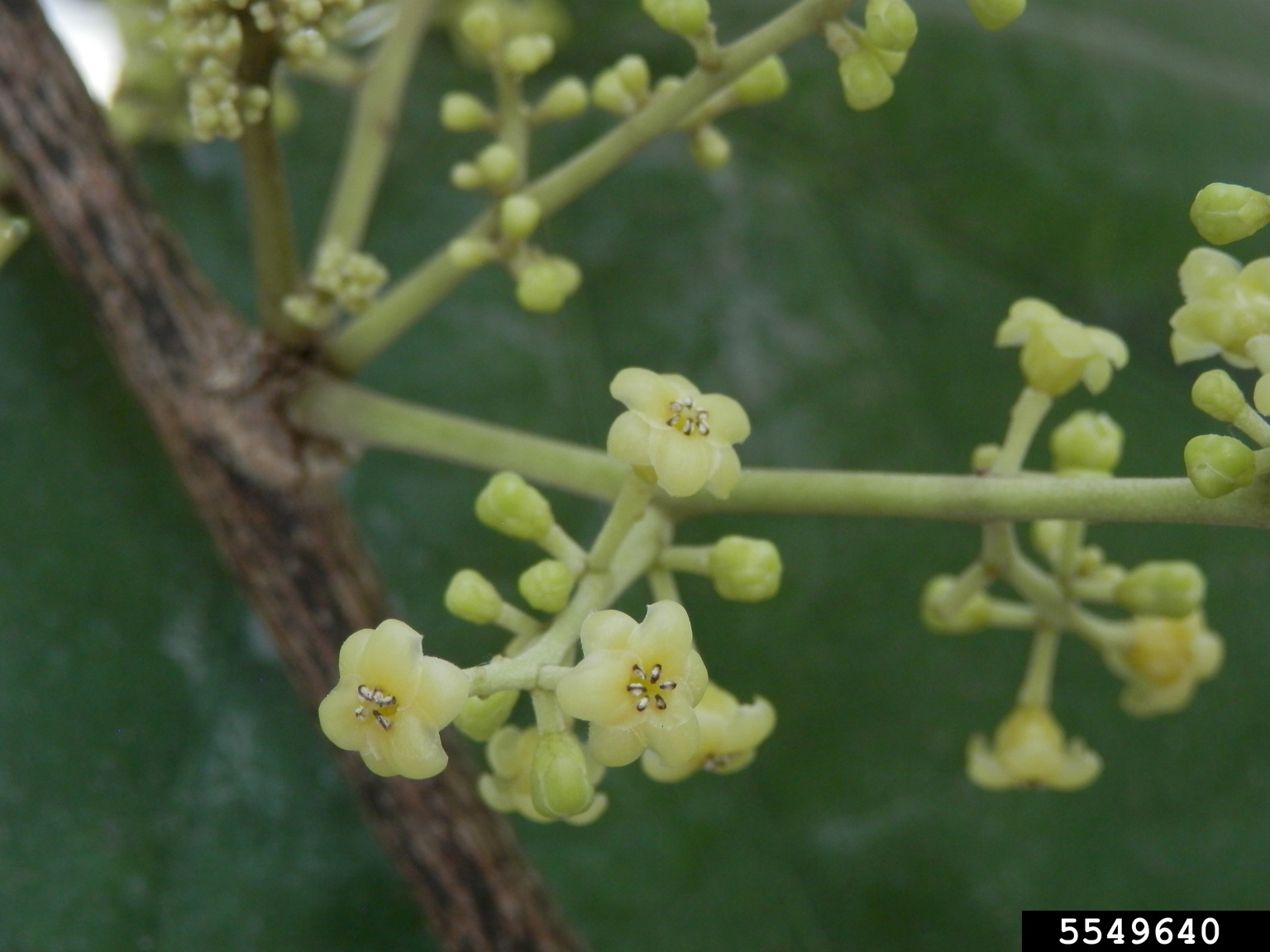 pareira (Chondrodendron tomentosum)