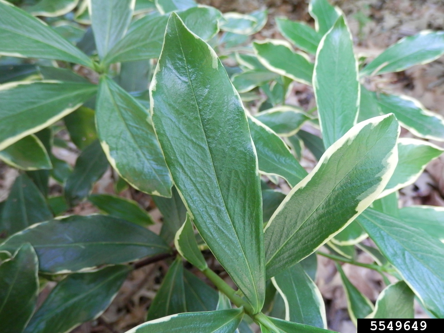 winter daphne (Daphne odora)
