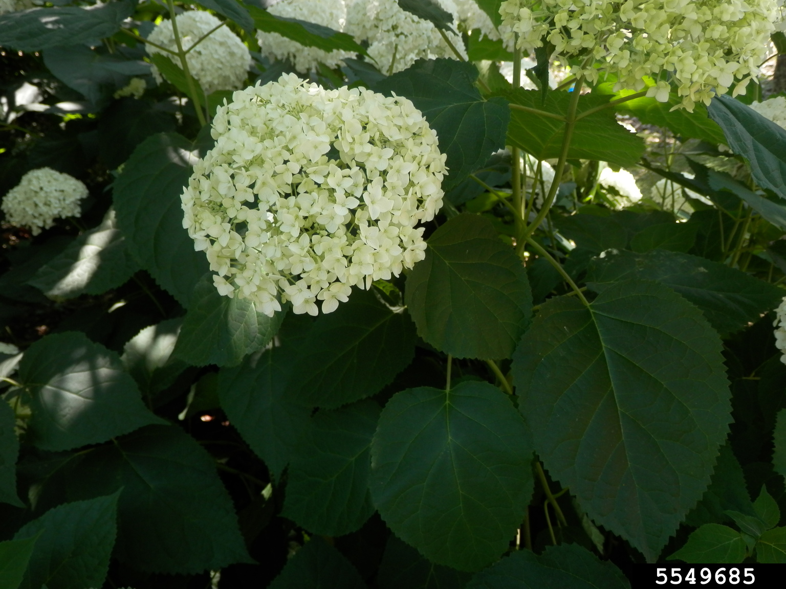 wild hydrangea (Hydrangea arborescens L.)