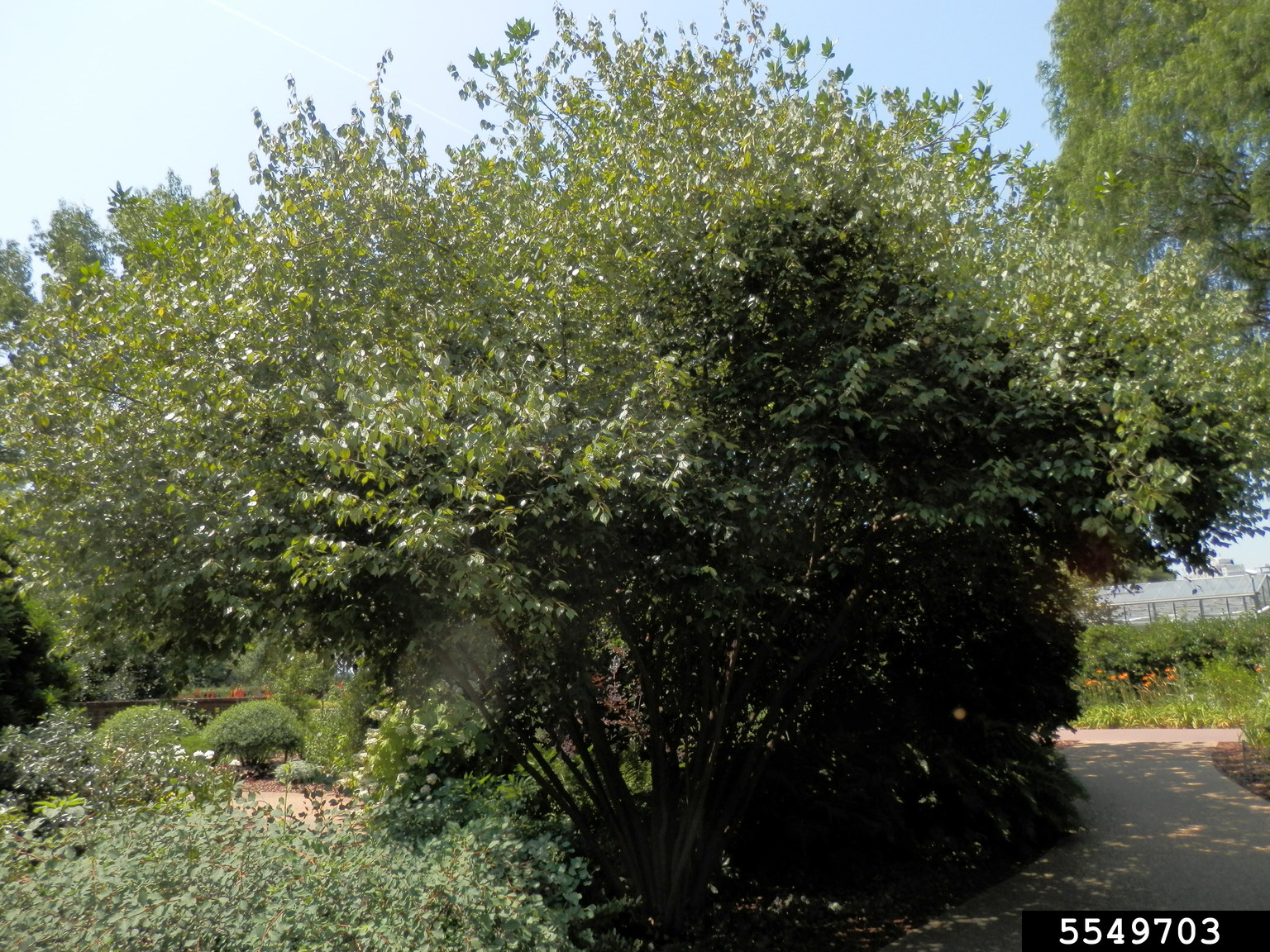 spicesbush (Lindera aggregata (Sims) Kosterm.)