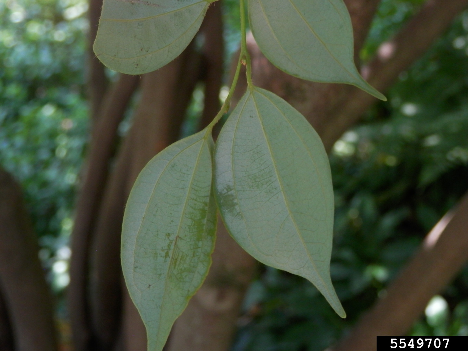 spicesbush (Lindera aggregata)