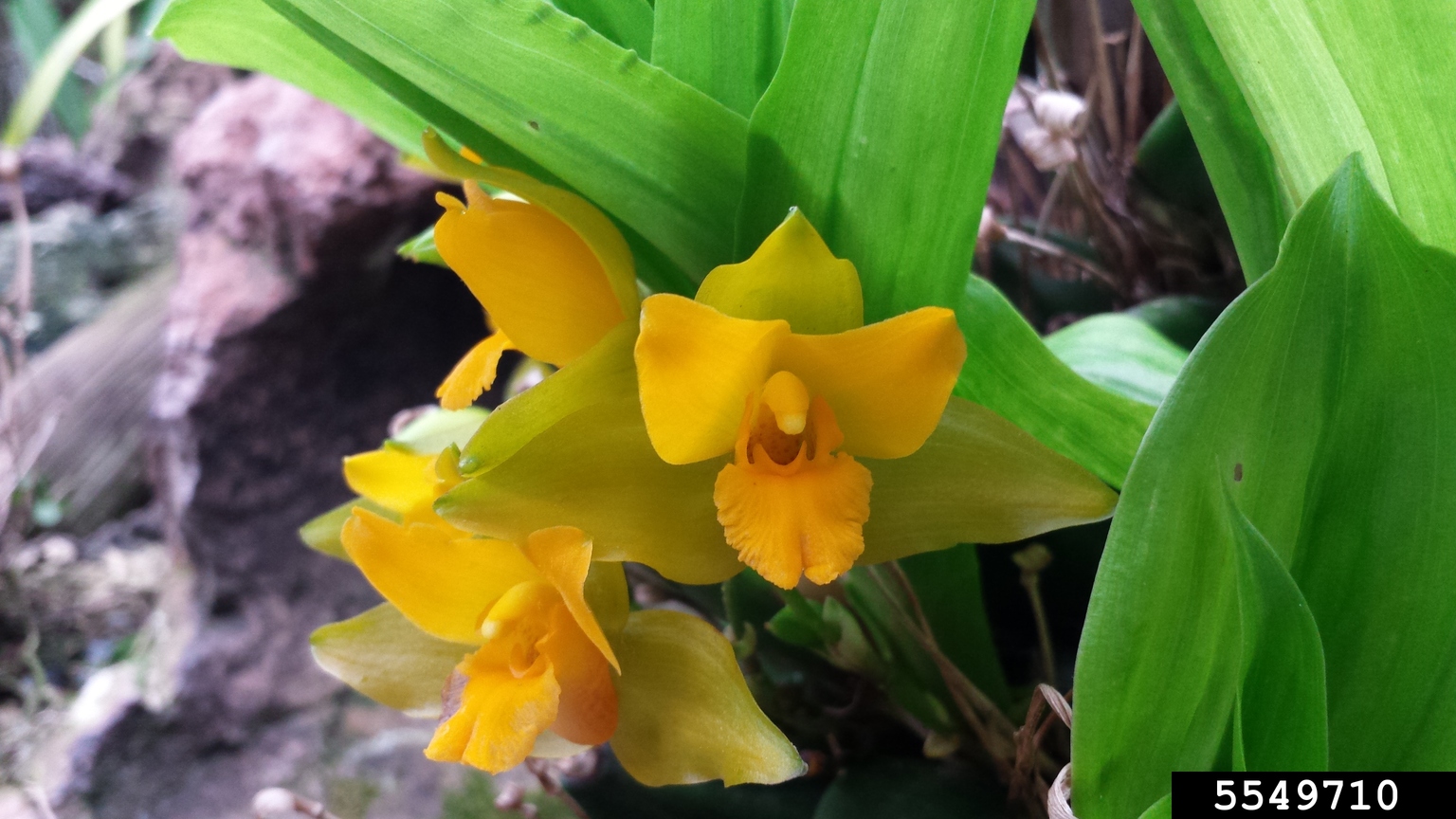 lycaste orchids (Lycaste cochleata Lindl.)