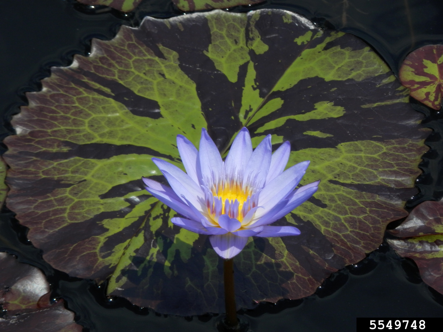 waterlilies (Genus Nymphaea L.)