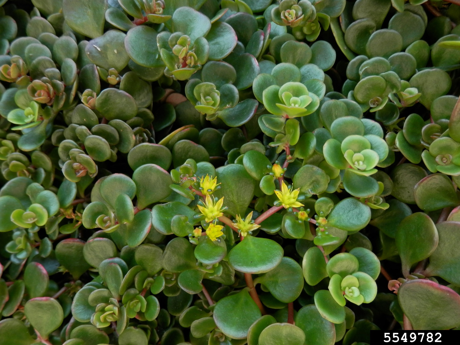 stonecrop (Sedum tetractinum Fröderstr.)