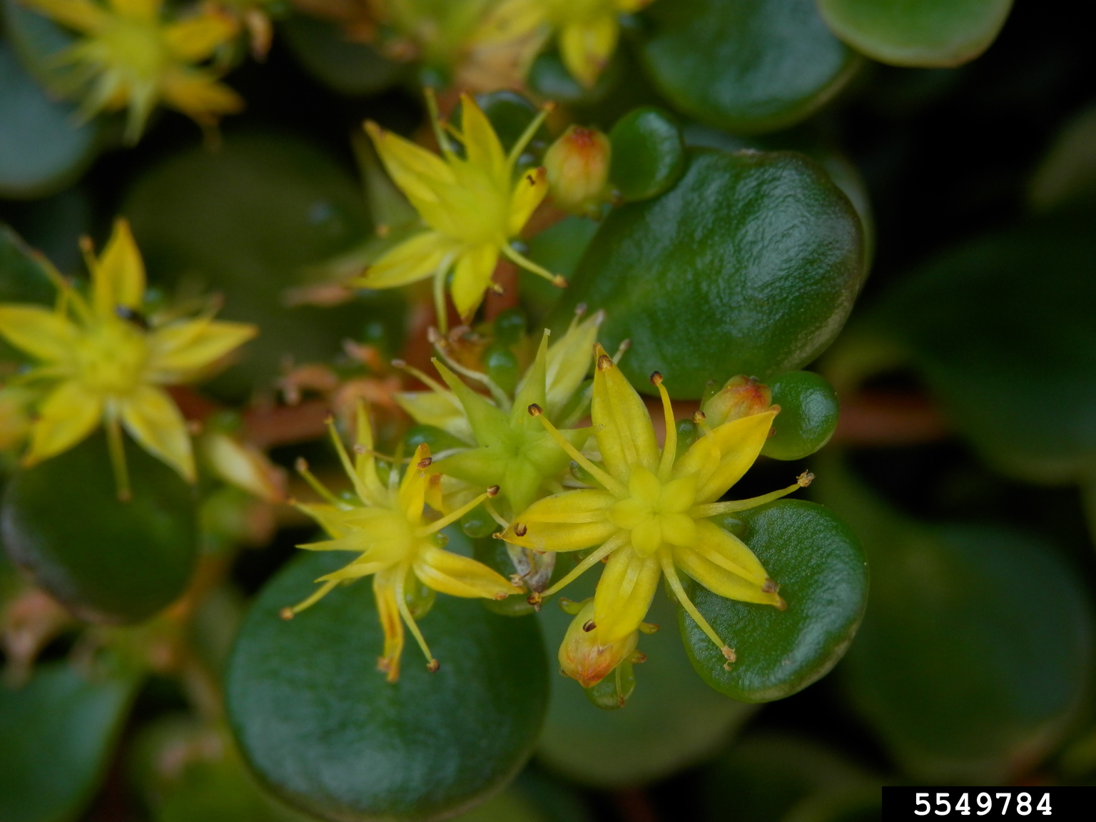 stonecrop (Sedum tetractinum Fröderstr.)