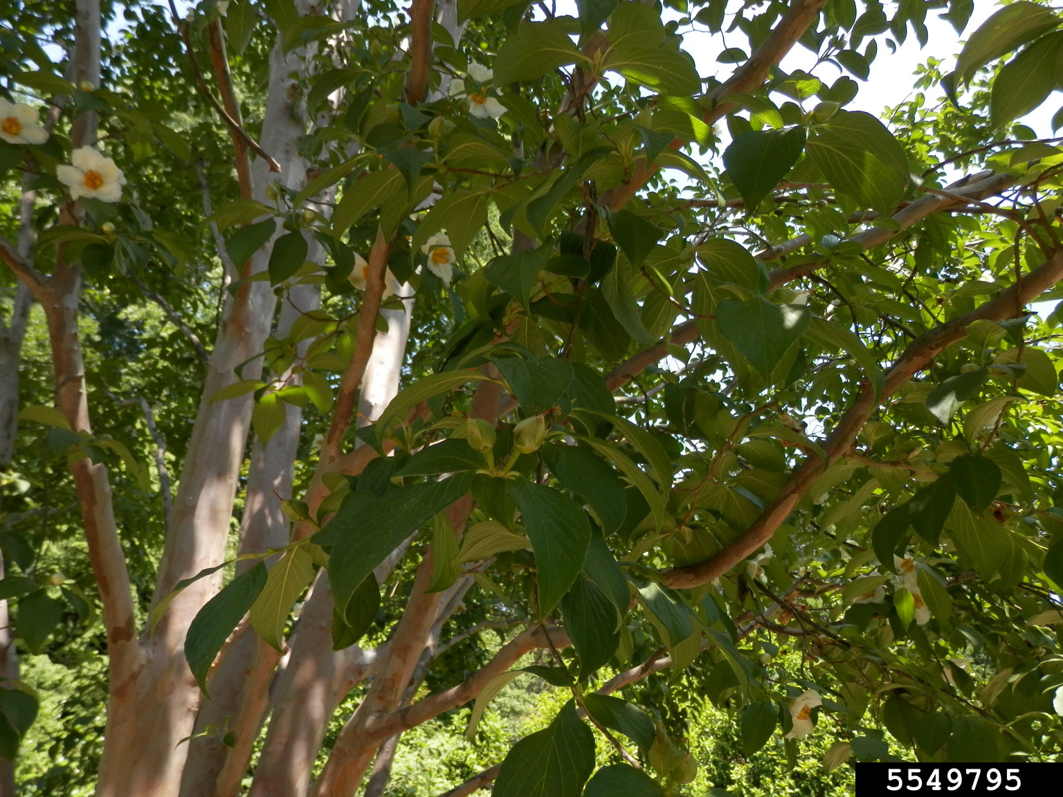 Japanese stewartia (Stewartia pseudocamellia)