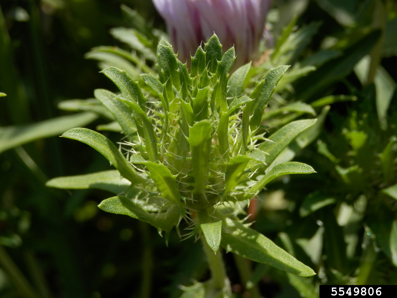Stokes' aster (Stokesia laevis)