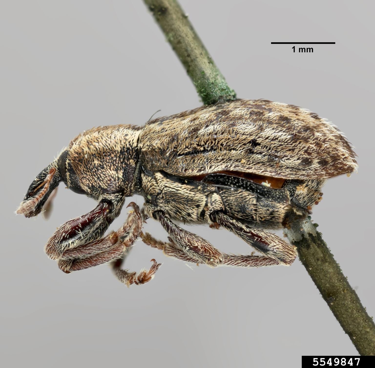 Weevil, Hypera trilineata (Coleoptera: Curculionidae) - 5549847