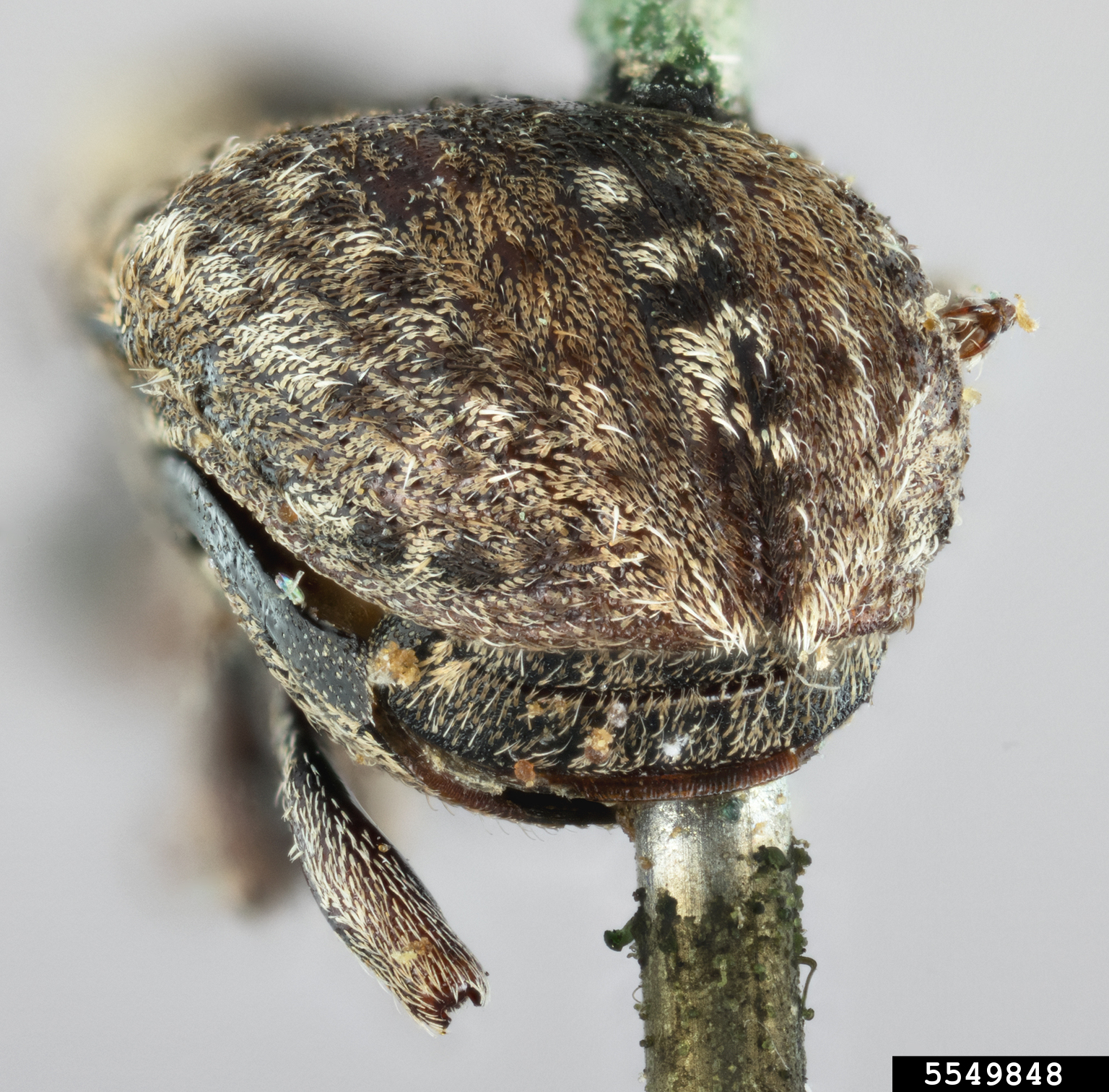 weevil (Hypera venusta (J.C.Fabricius, 1781))