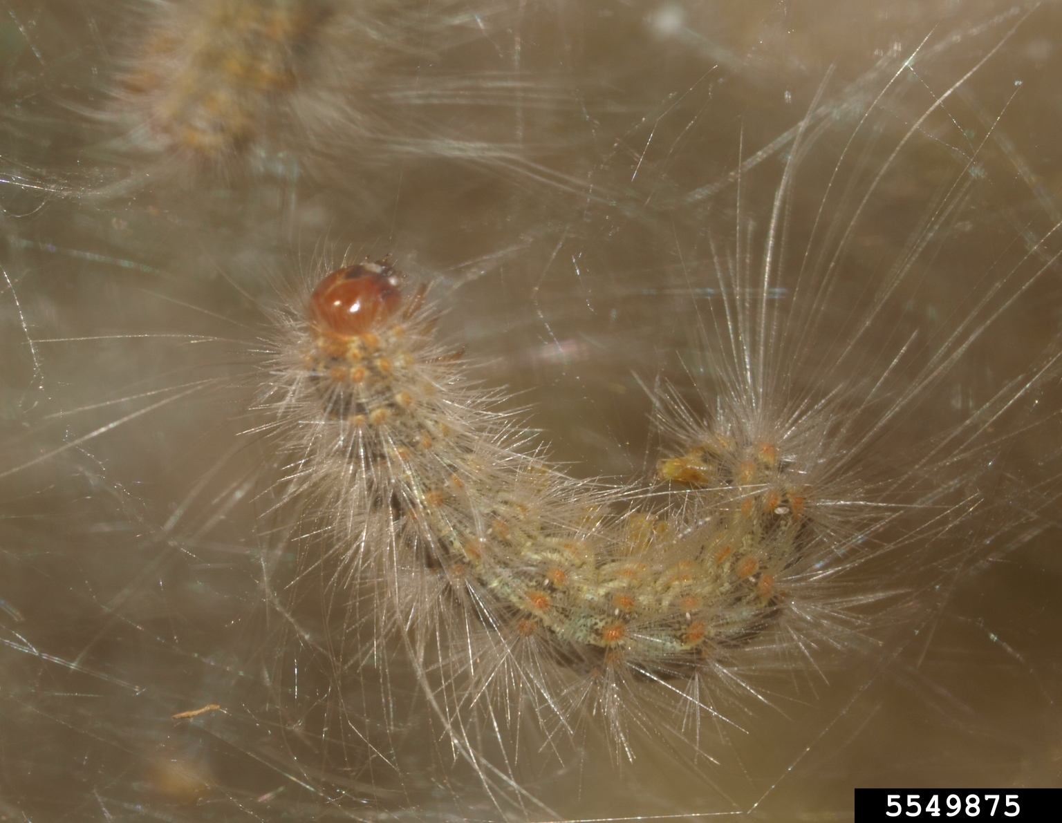 fall webworm (Hyphantria cunea)
