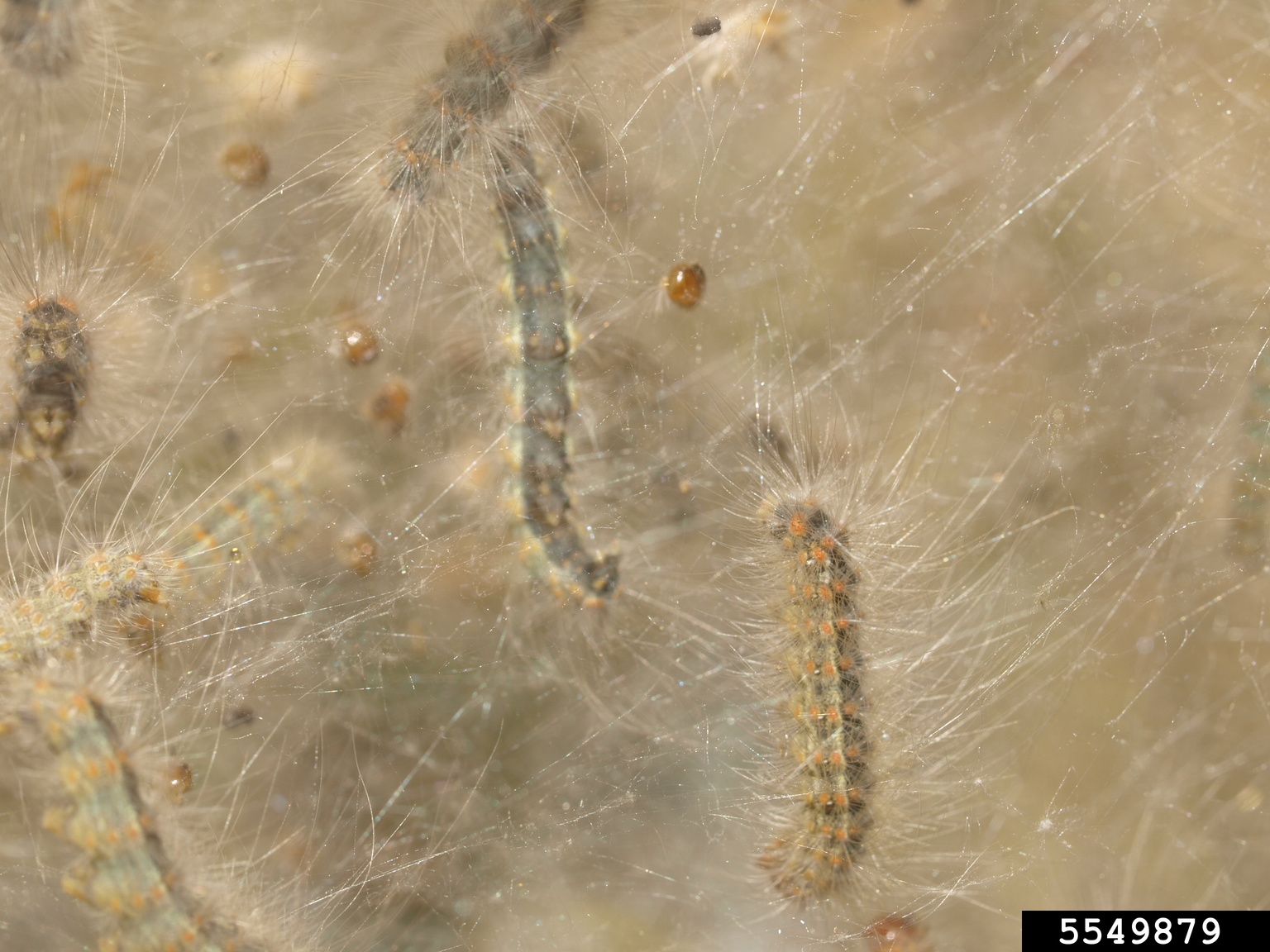 fall webworm (Hyphantria cunea (Drury, 1773))