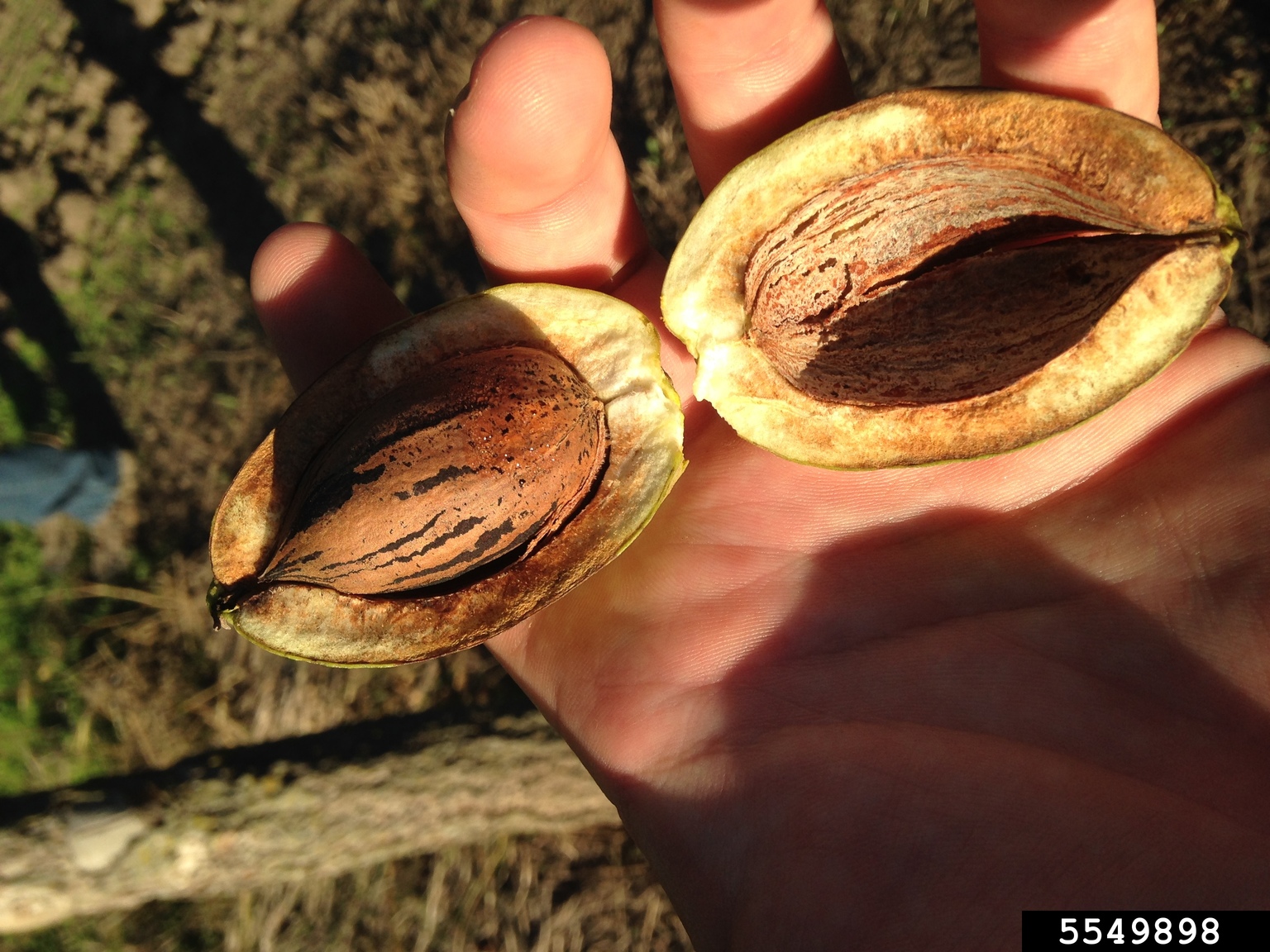 pecan (Carya illinoinensis (Wangenh.) K. Koch)