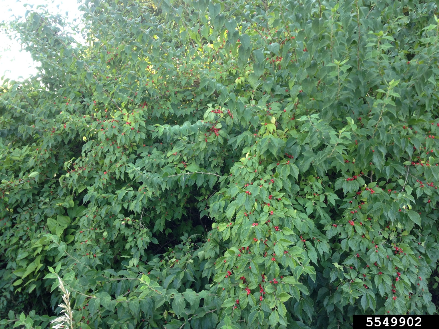 bush honeysuckles (exotic) (Genus Lonicera L.)