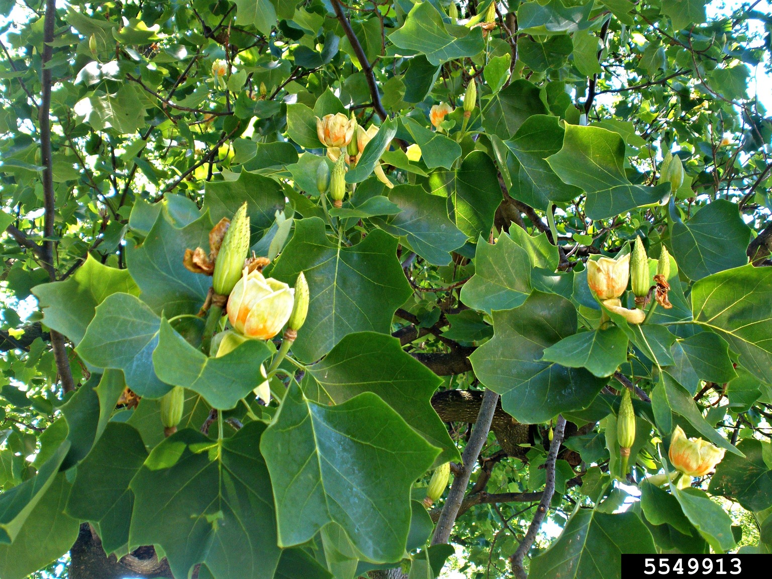 yellow-poplar (Liriodendron tulipifera)