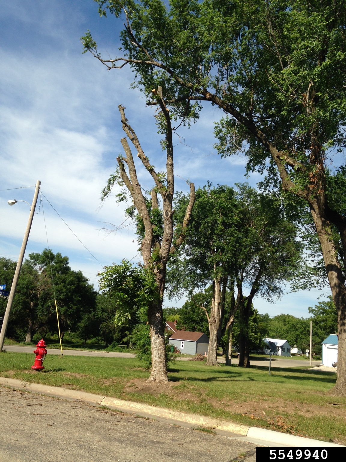 ash (Genus Fraxinus)