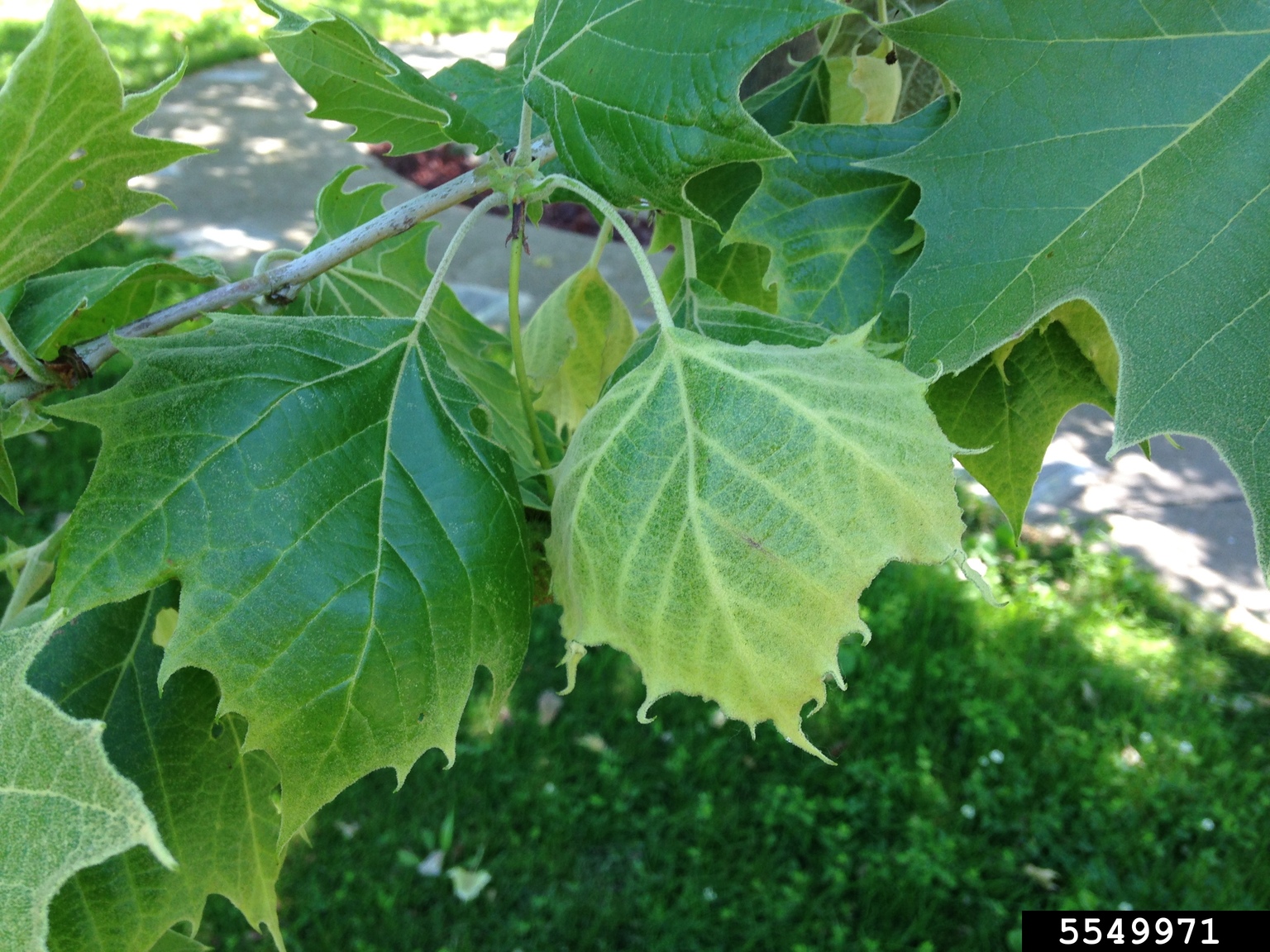 American sycamore (Platanus occidentalis L.)