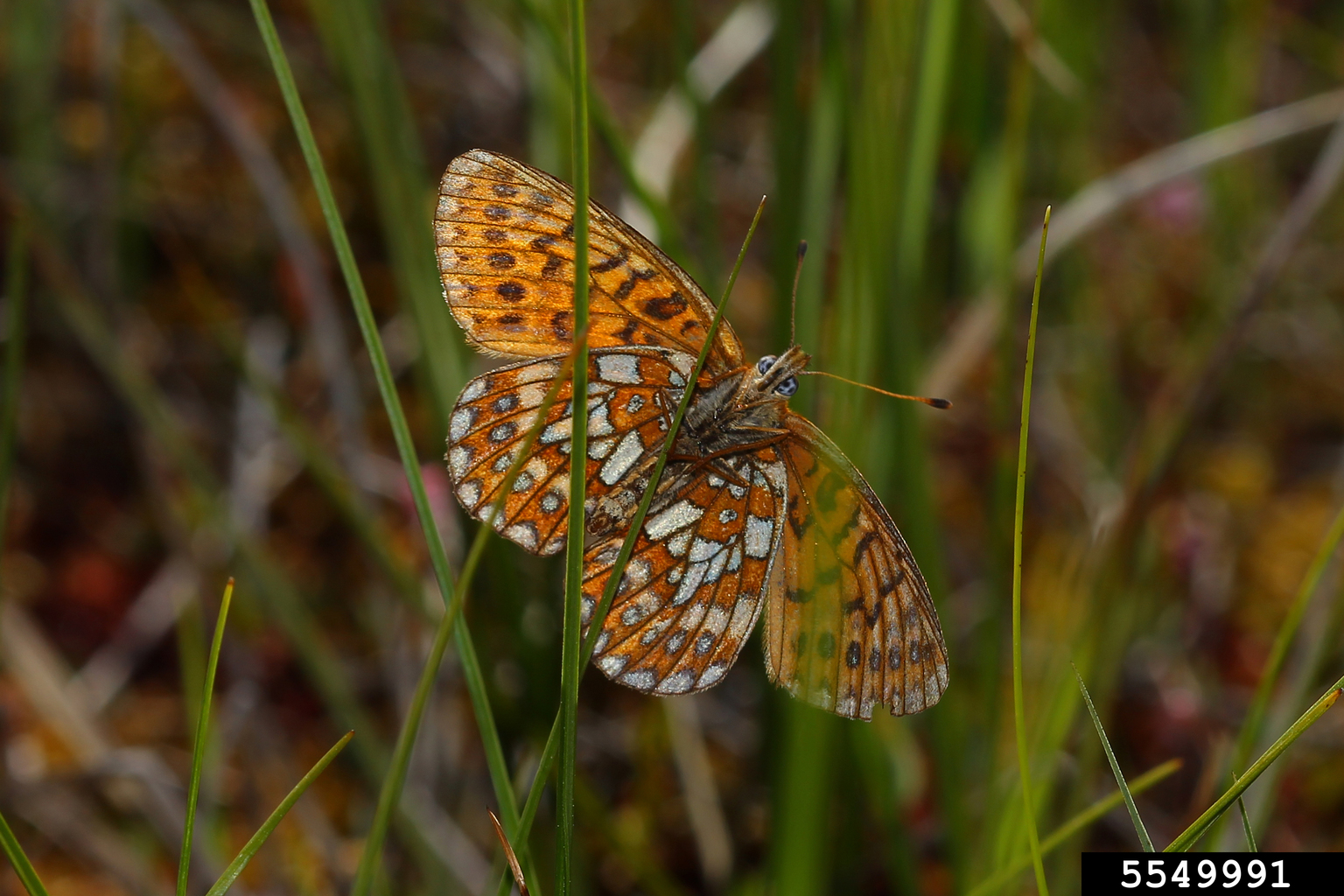 bog fritillary (Boloria eunomia (Esper, 1800))
