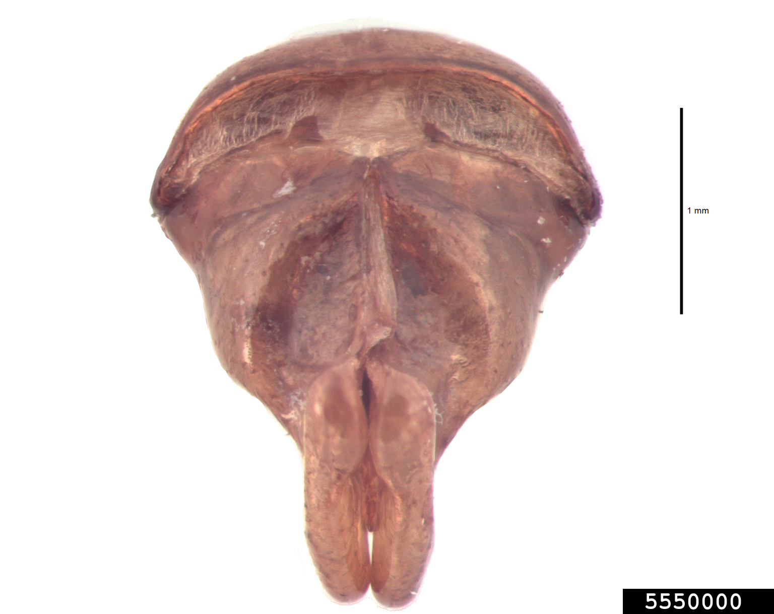 Carolina lepidiota (Lepidiota carolinensis)