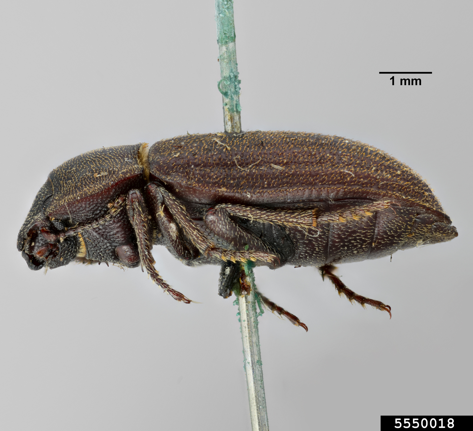 darkling beetle (Salax lacordairei)