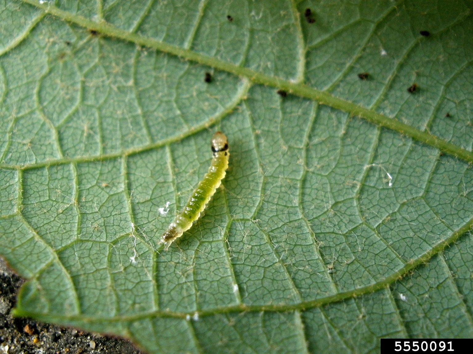 grape leaffolder (Desmia funeralis (Hübner))