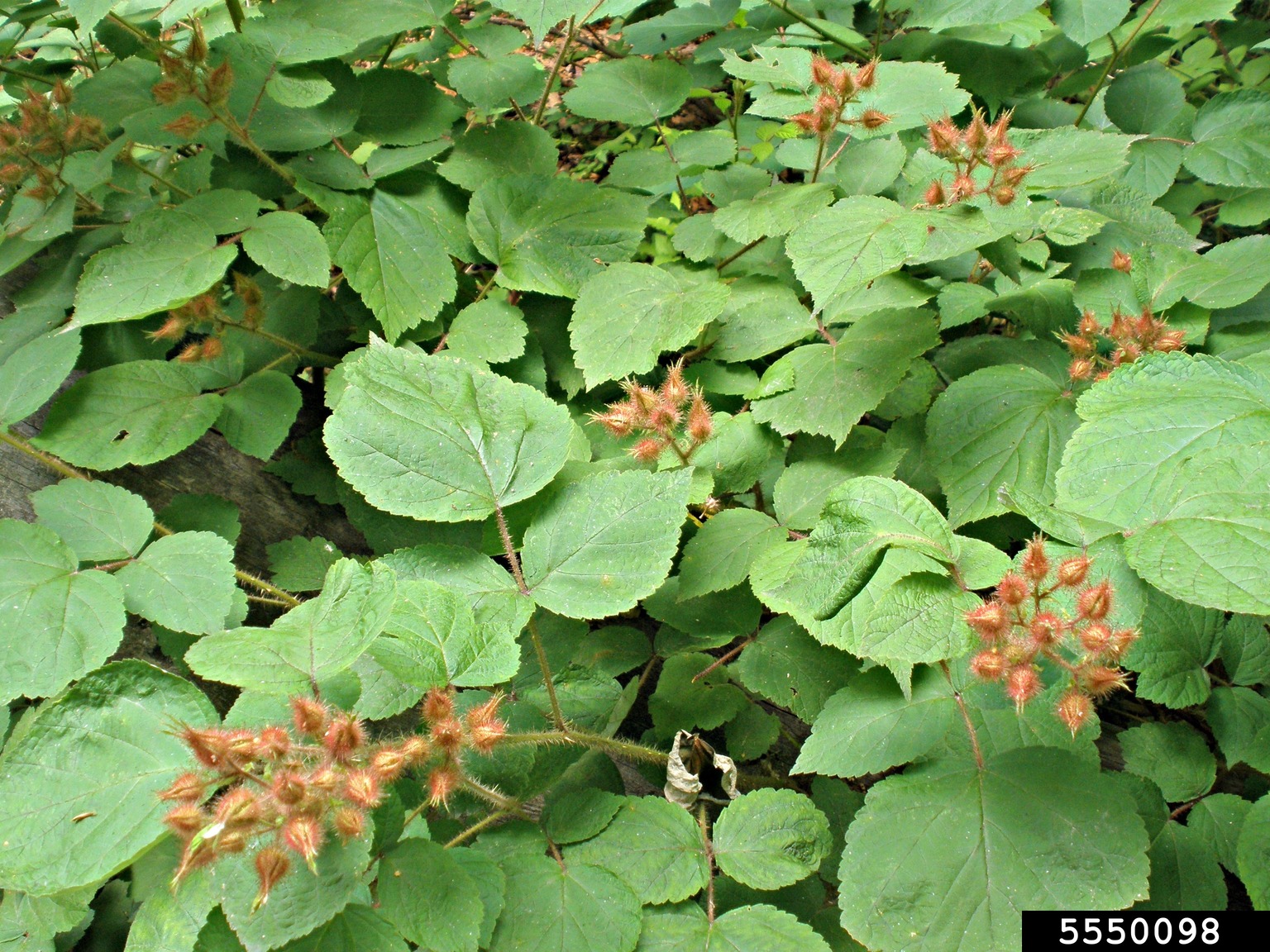 wine raspberry (Rubus phoenicolasius Maxim.)