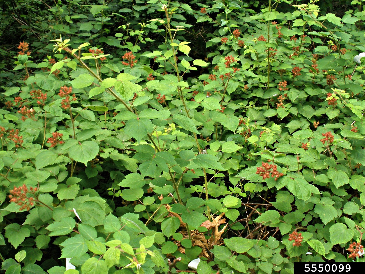 wine raspberry (Rubus phoenicolasius Maxim.)