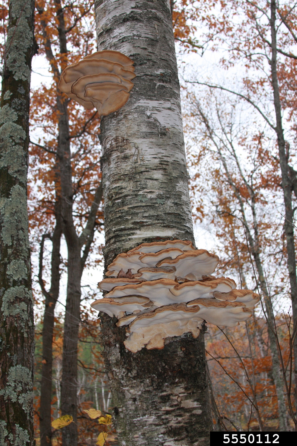 resinous polypore (Ischnoderma resinosum)