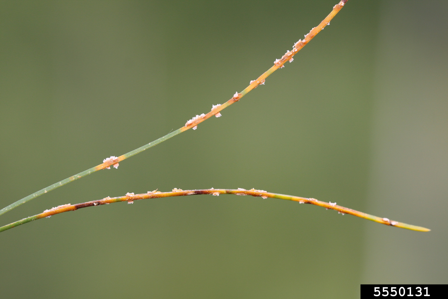 pine needle rusts (Genus Coleosporium Lev)