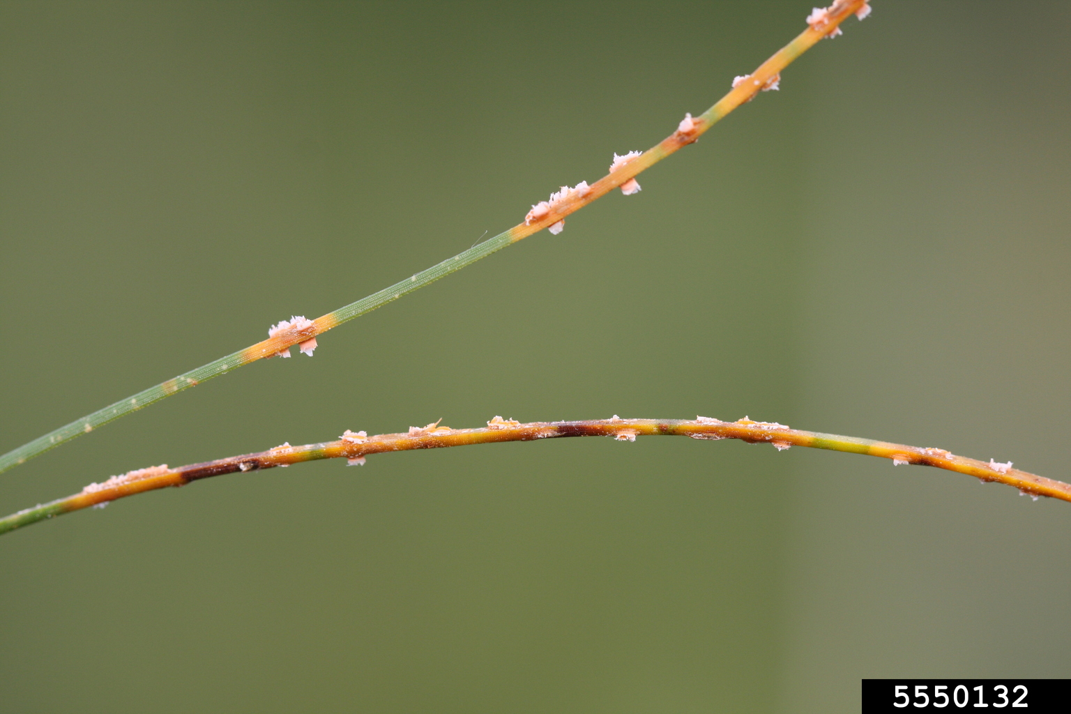 pine needle rusts (Genus Coleosporium)
