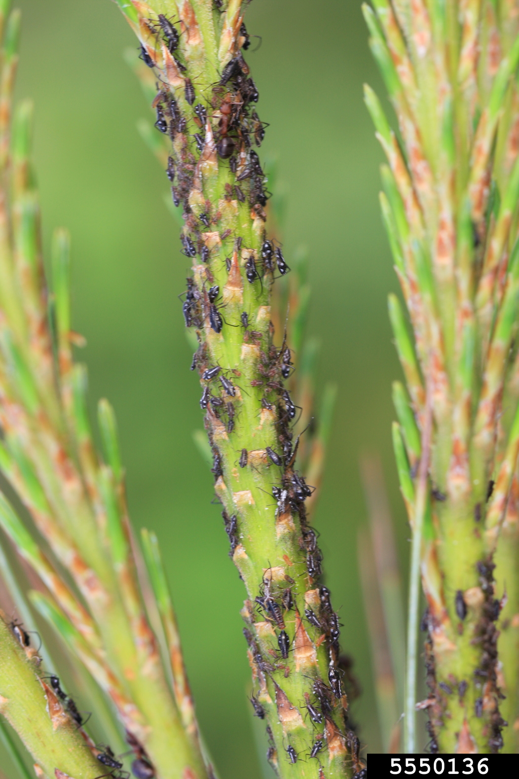 white pine aphid (Cinara strobi (Fitch, 1851))