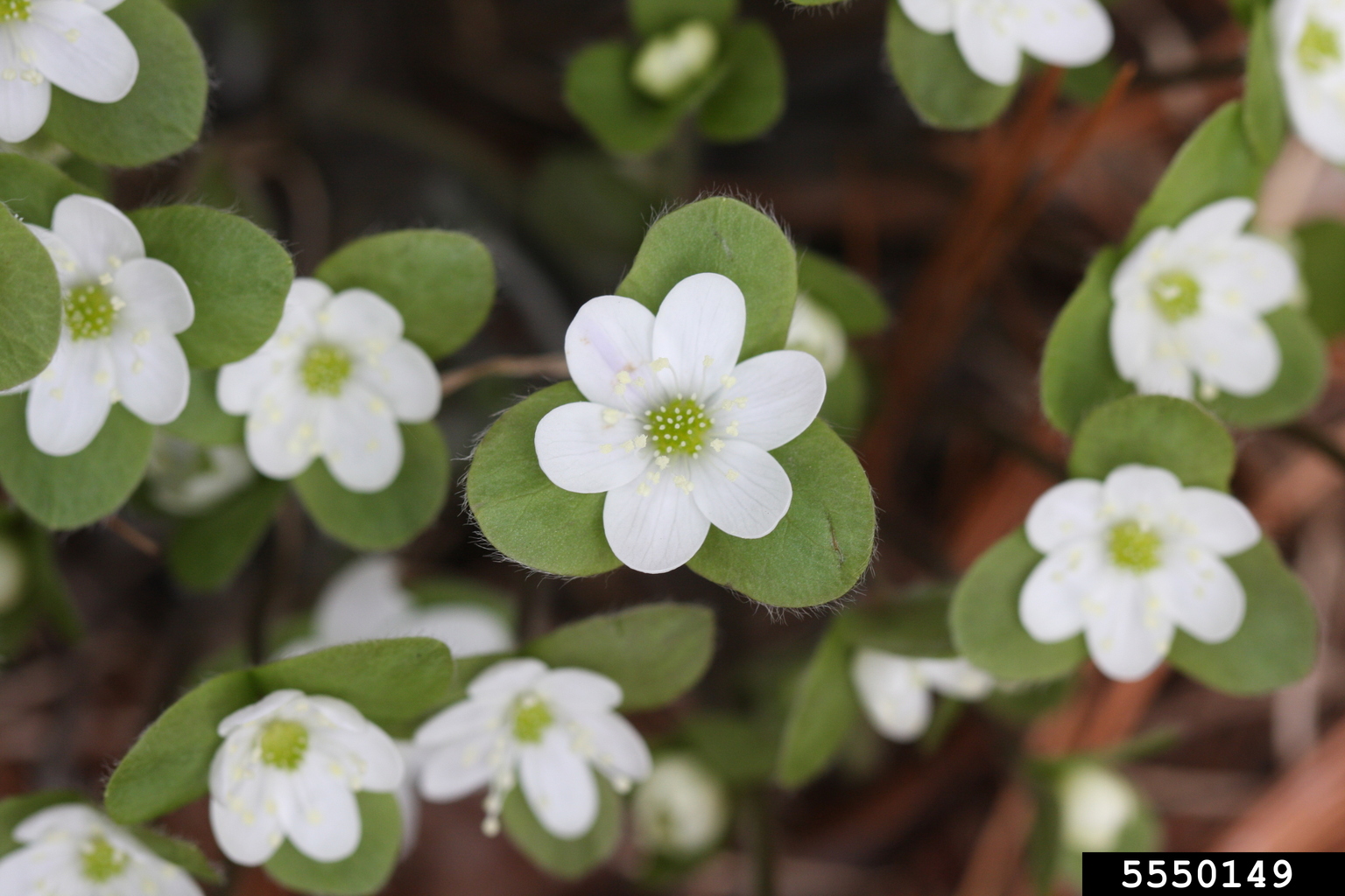 round-lobed hepatica (Hepatica nobilis var. obtusa (Pursh) Steyerm.)