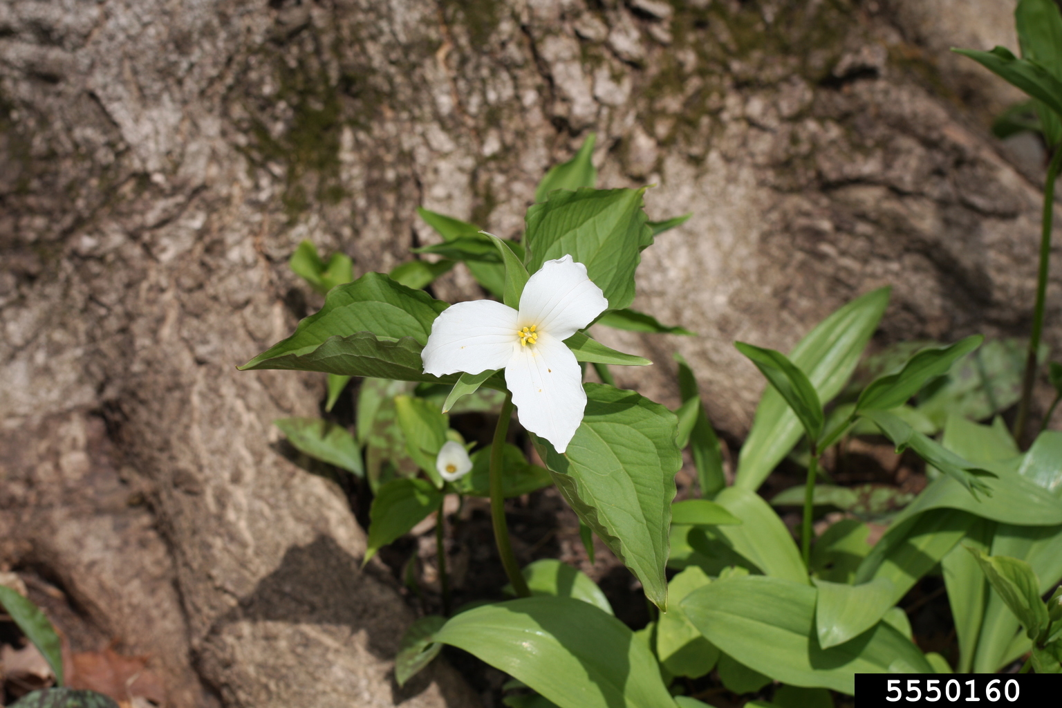 white trillium (Trillium grandiflorum)