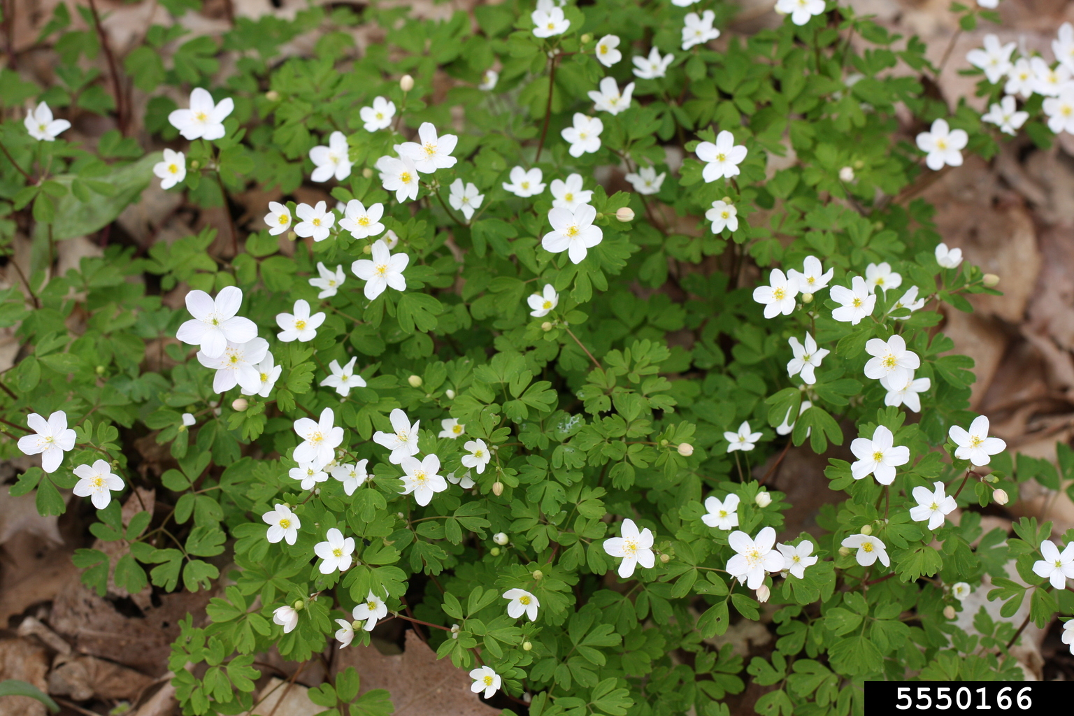 eastern false rue anemone (Enemion biternatum Raf.)