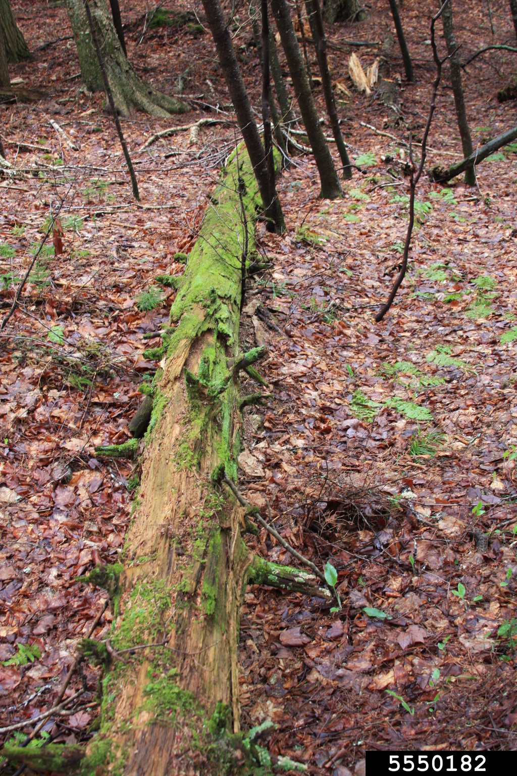 woody debris