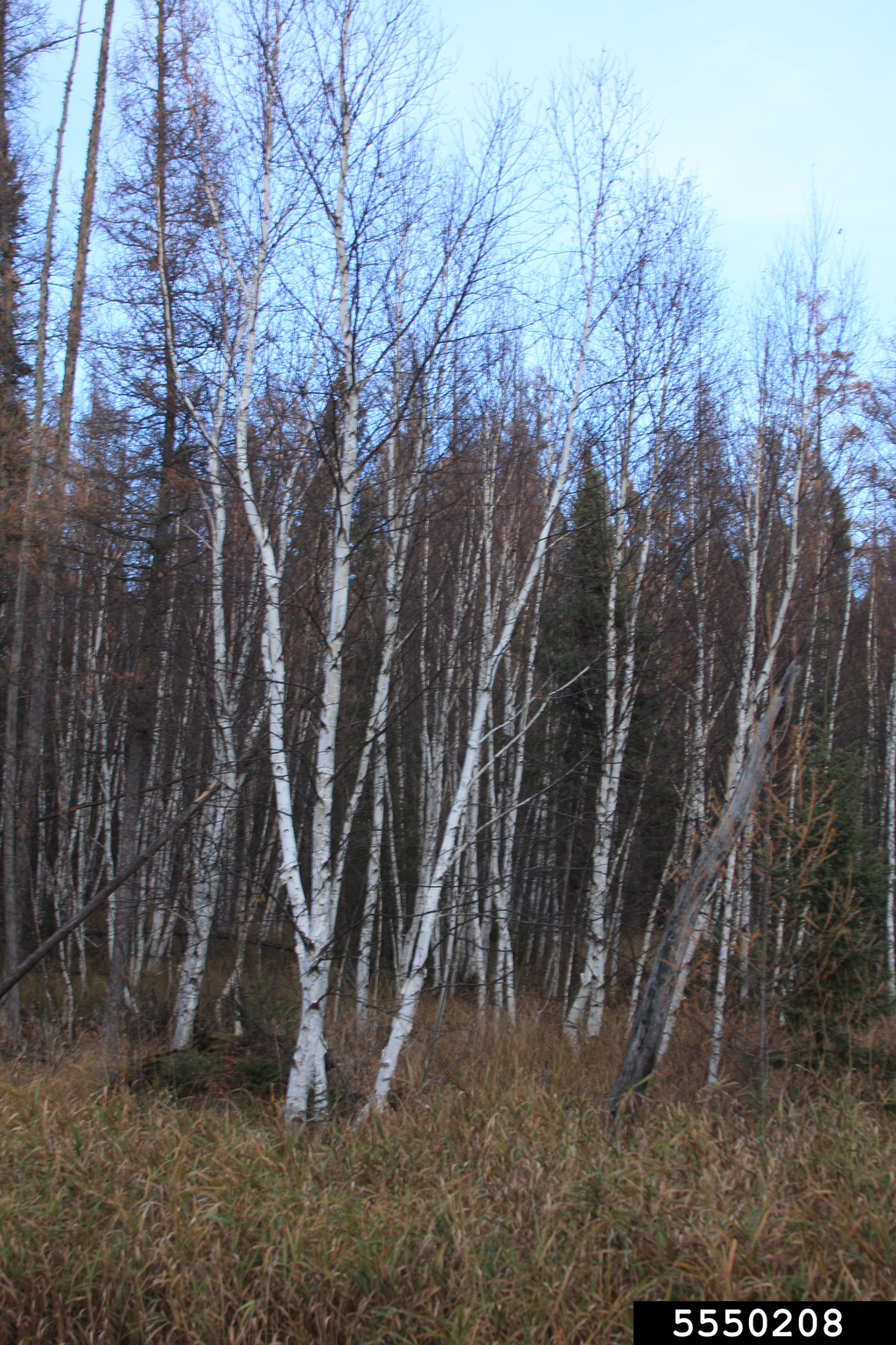paper birch (Betula papyrifera)