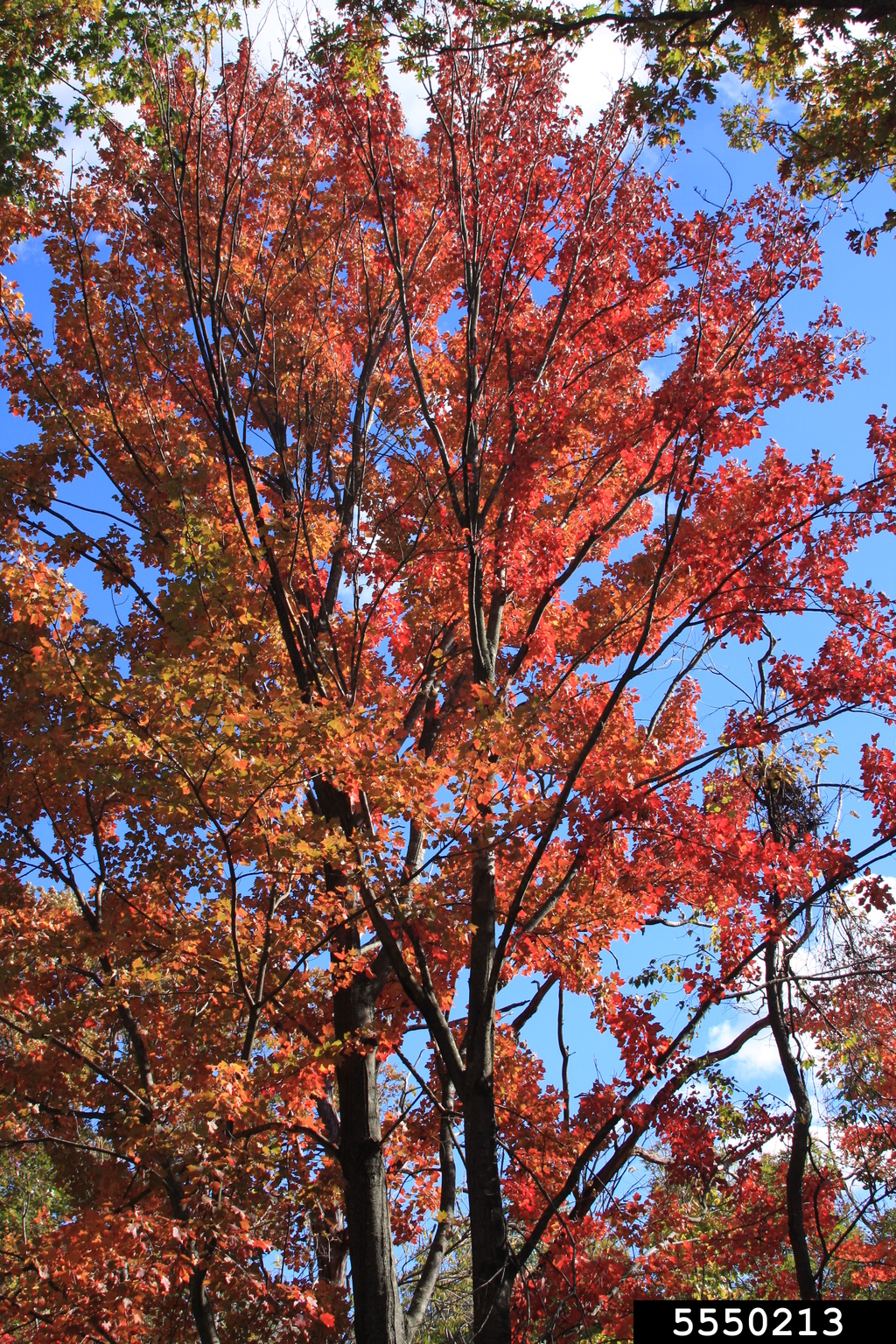 red maple (Acer rubrum L.)