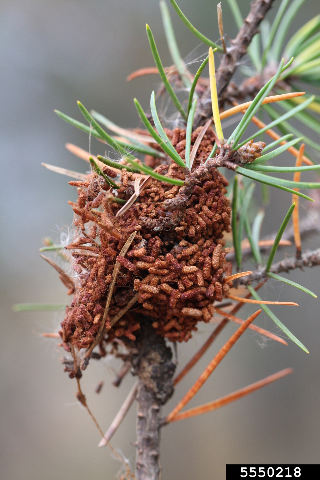 pine webworm (Pococera robustella)
