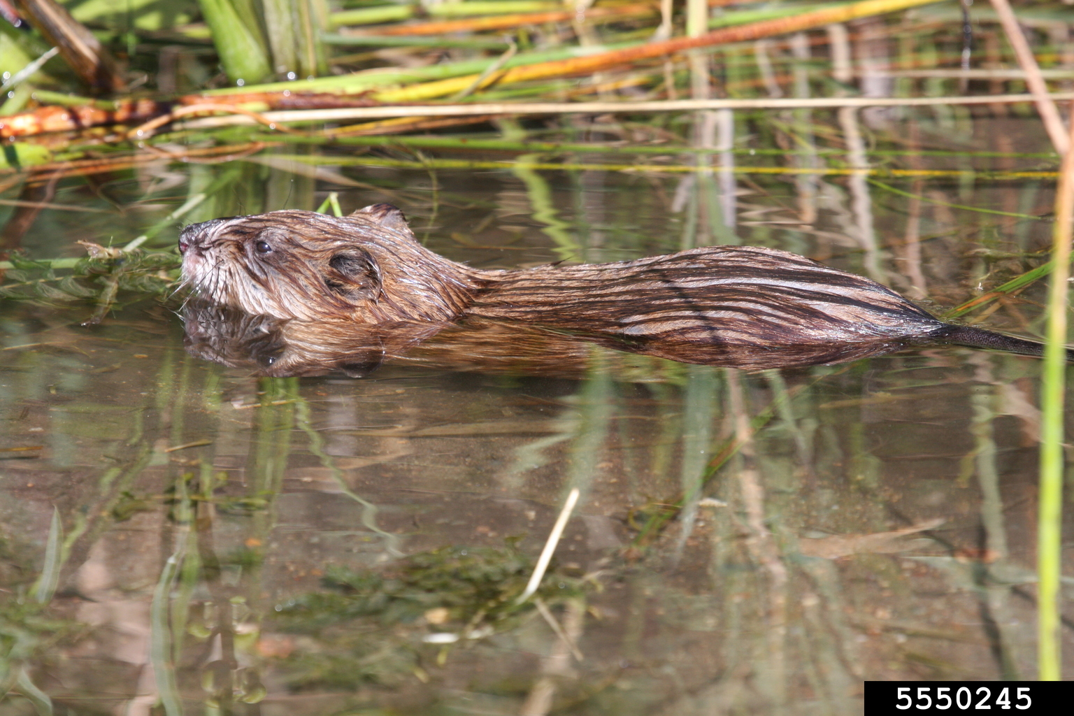 muskrat (Ondatra zibethicus)