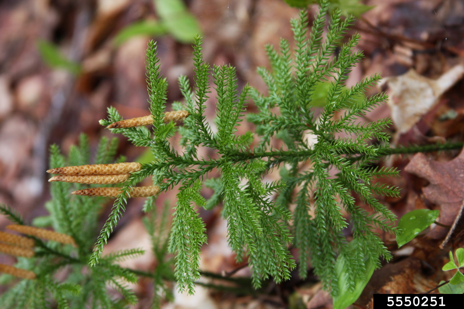 rare clubmoss (Lycopodium obscurum L.)