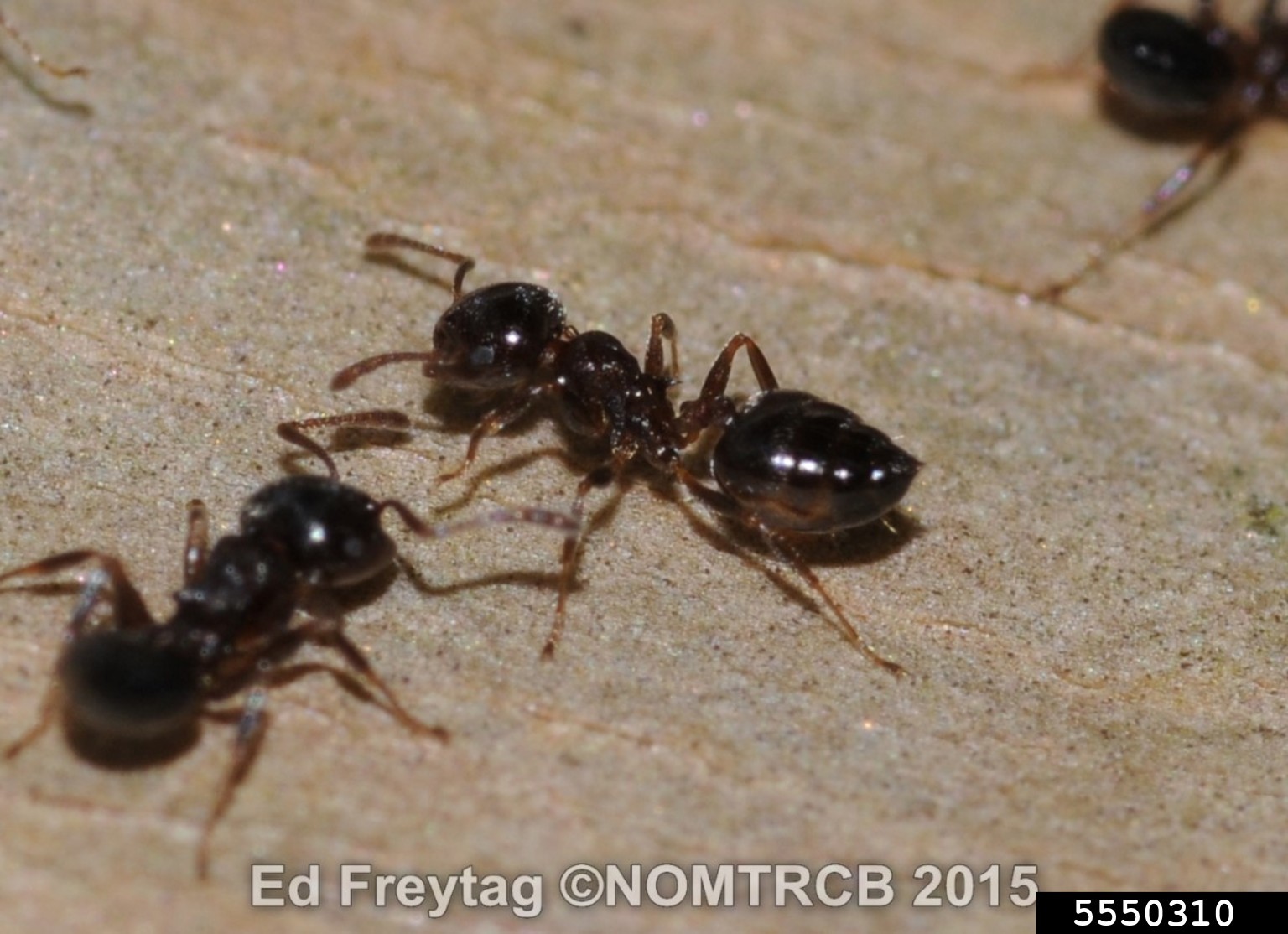 acrobat ants (Genus Crematogaster Lund, 1831)