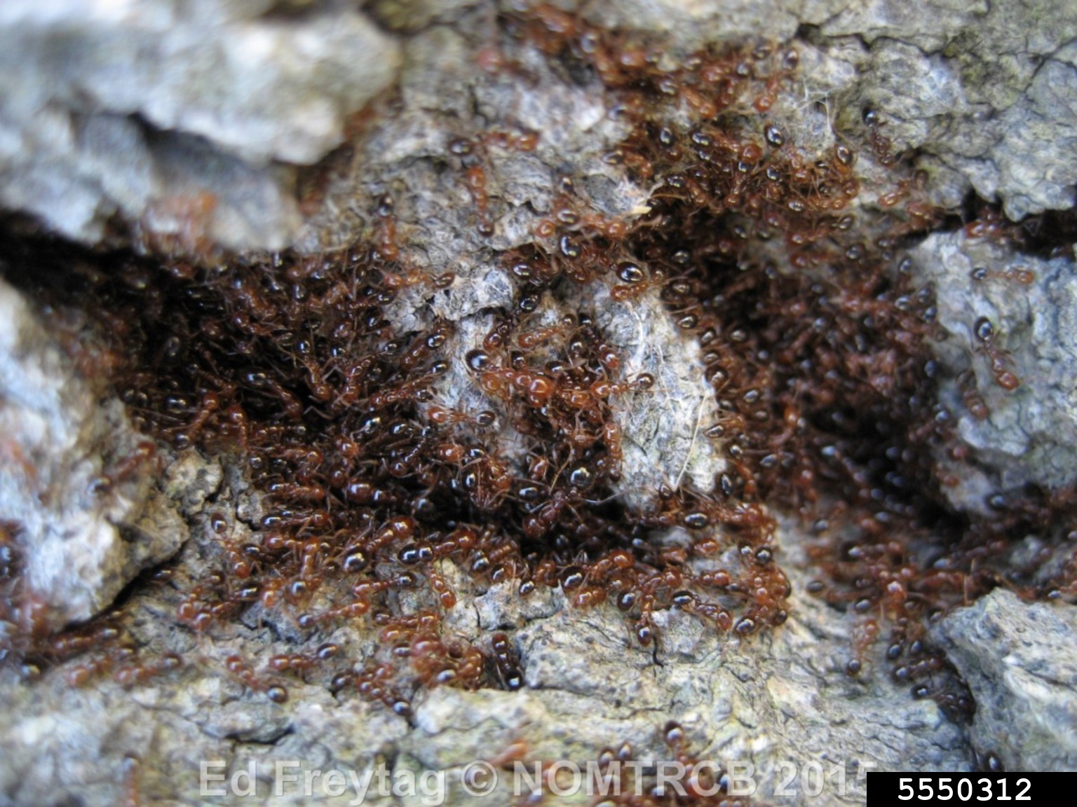 acrobat ants (Genus Crematogaster Lund, 1831)