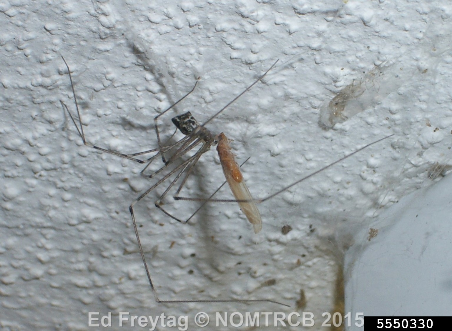 cellar spiders (Family Pholcidae)