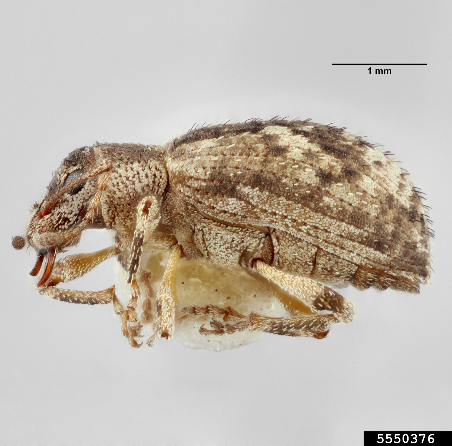Weevil (Myllocerus hilleri Faust)