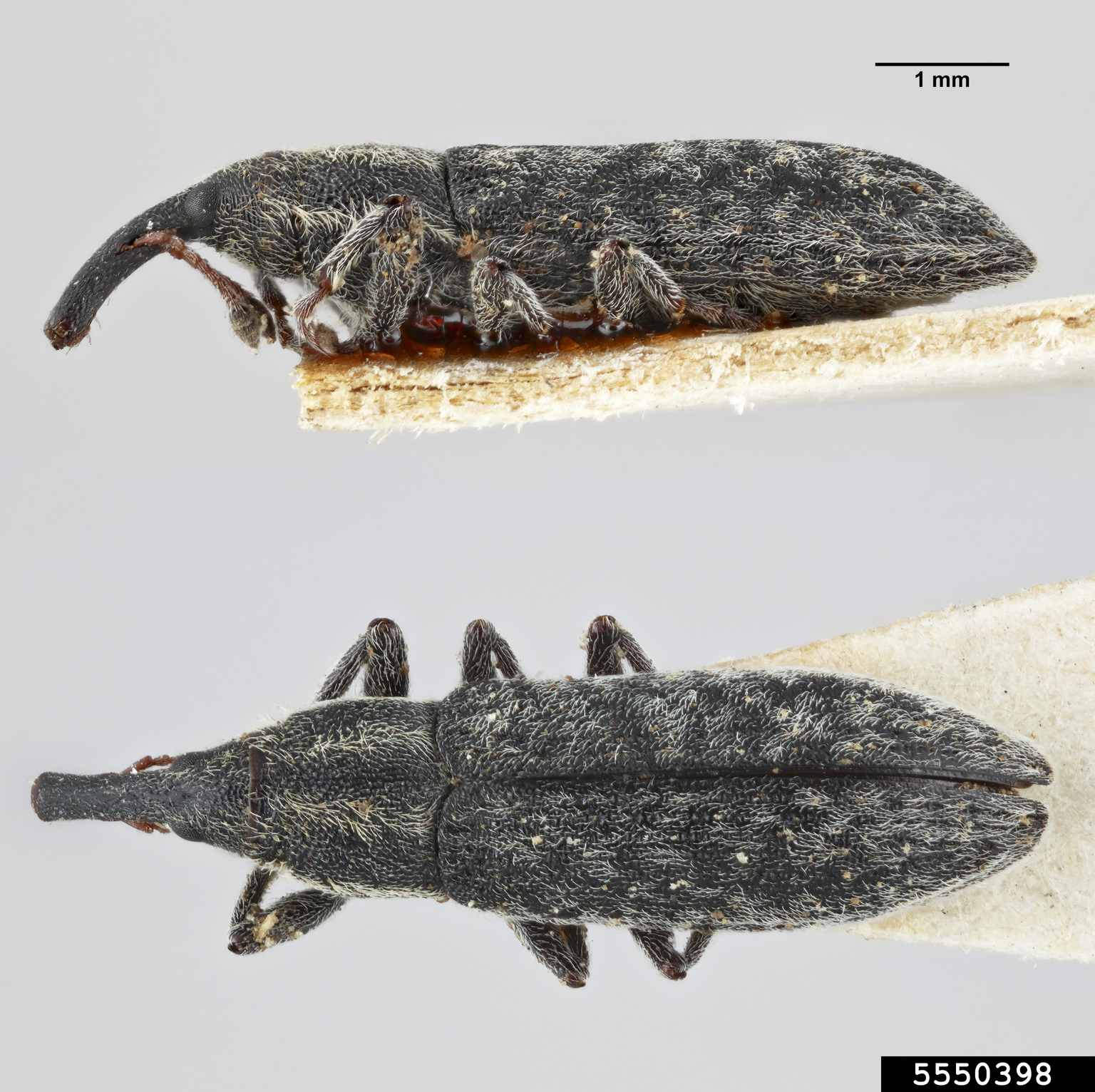 Weevil, Lixus elongatus (Coleoptera: Curculionidae) - 5550398