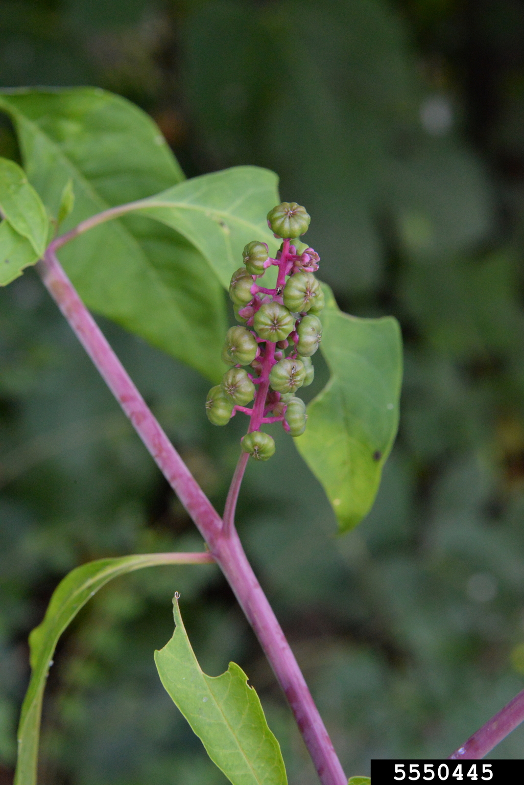 common pokeweed (Phytolacca americana L.)