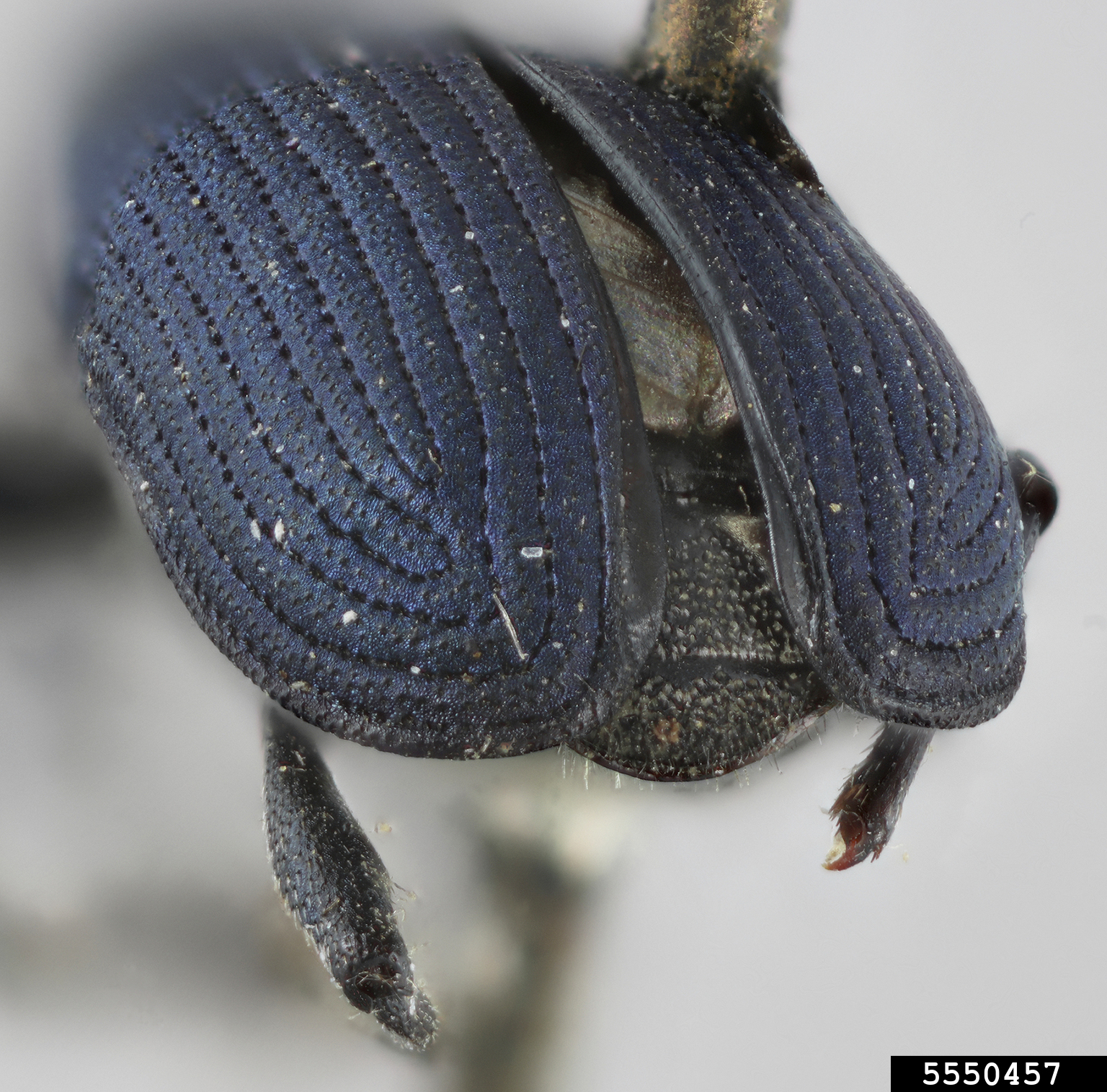weevil (Magdalis violacea)