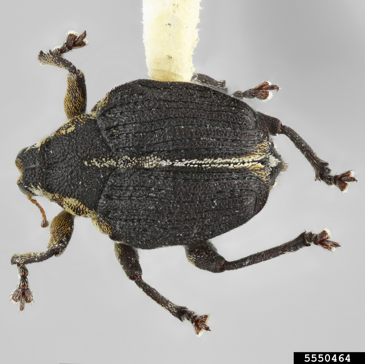 iris weevil (Mononychus vulpeculus (Fabricius, 1801))