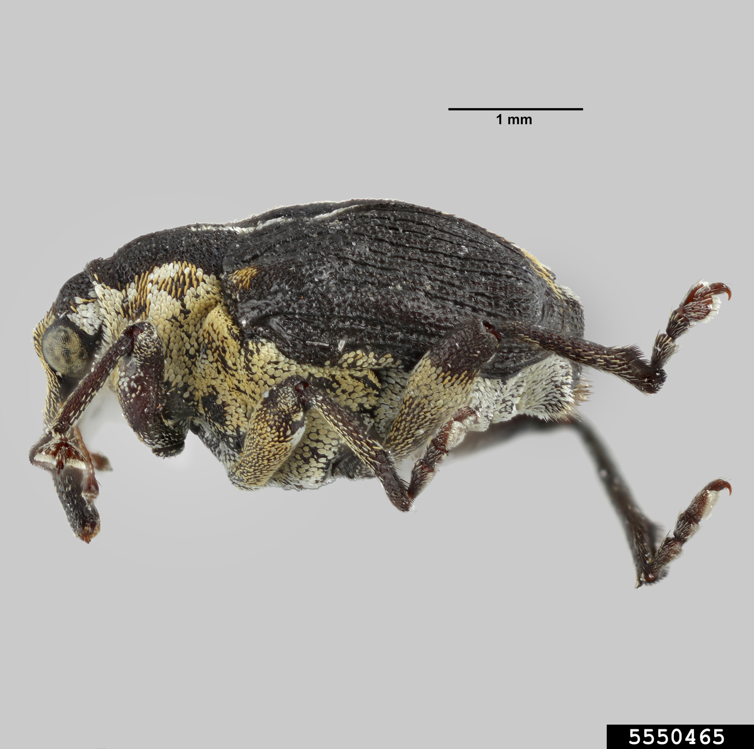 iris weevil (Mononychus vulpeculus (Fabricius, 1801))