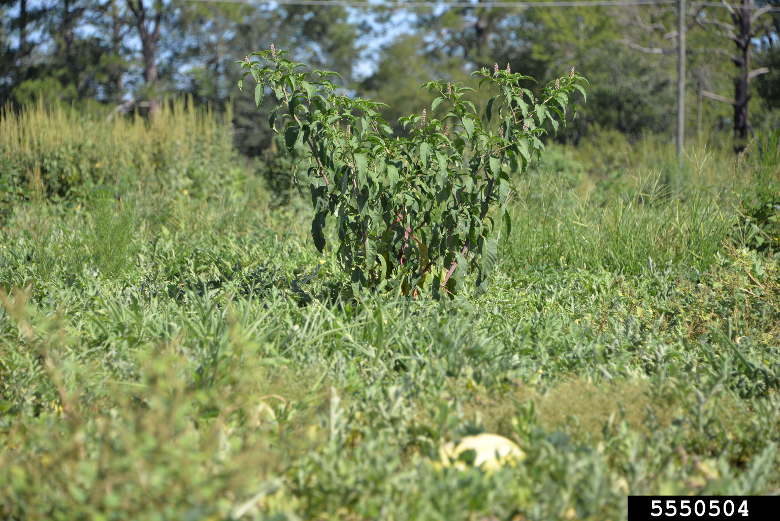 common pokeweed (Phytolacca americana L.)