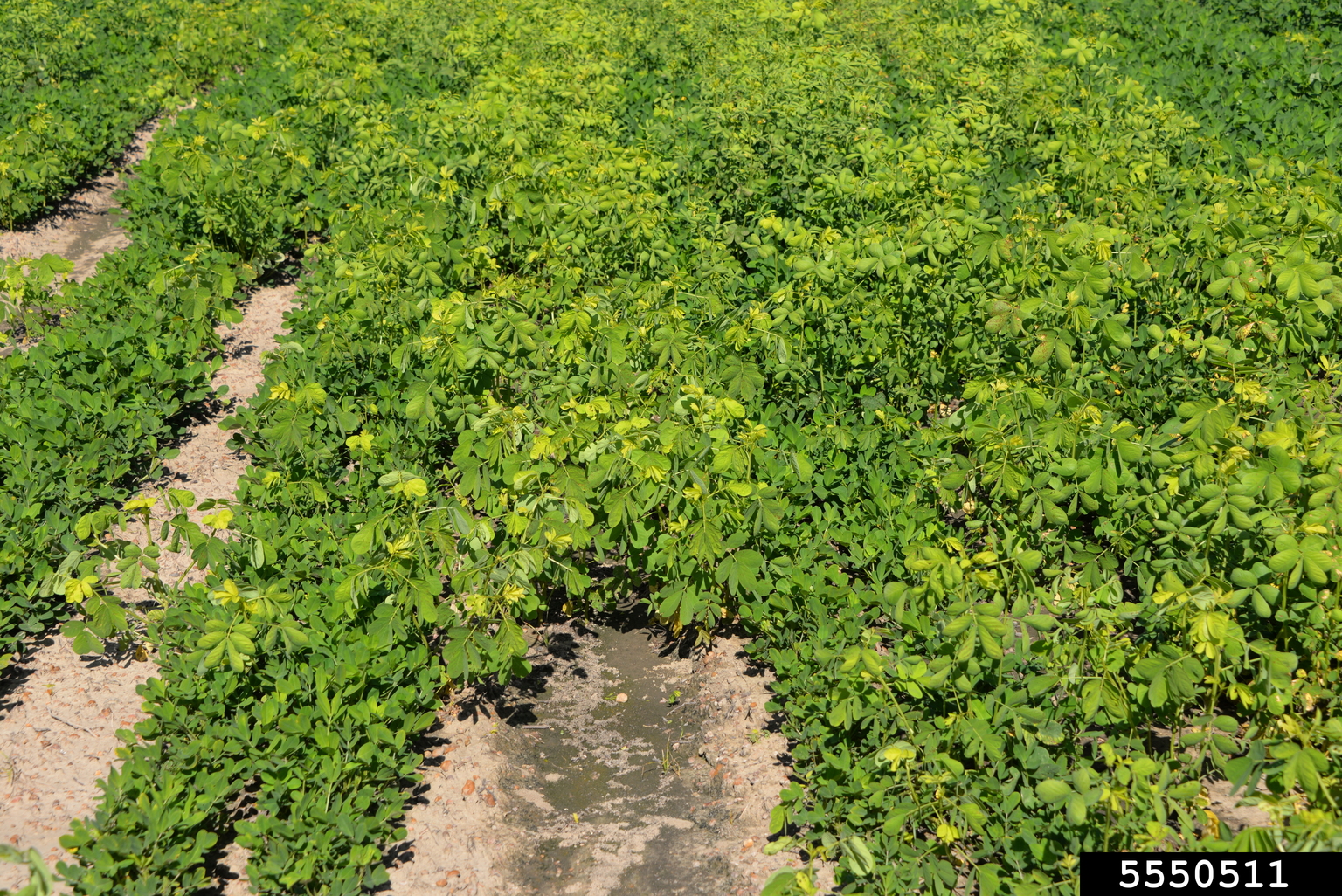 sicklepod (Senna obtusifolia (L.) Irwin & Barneby)